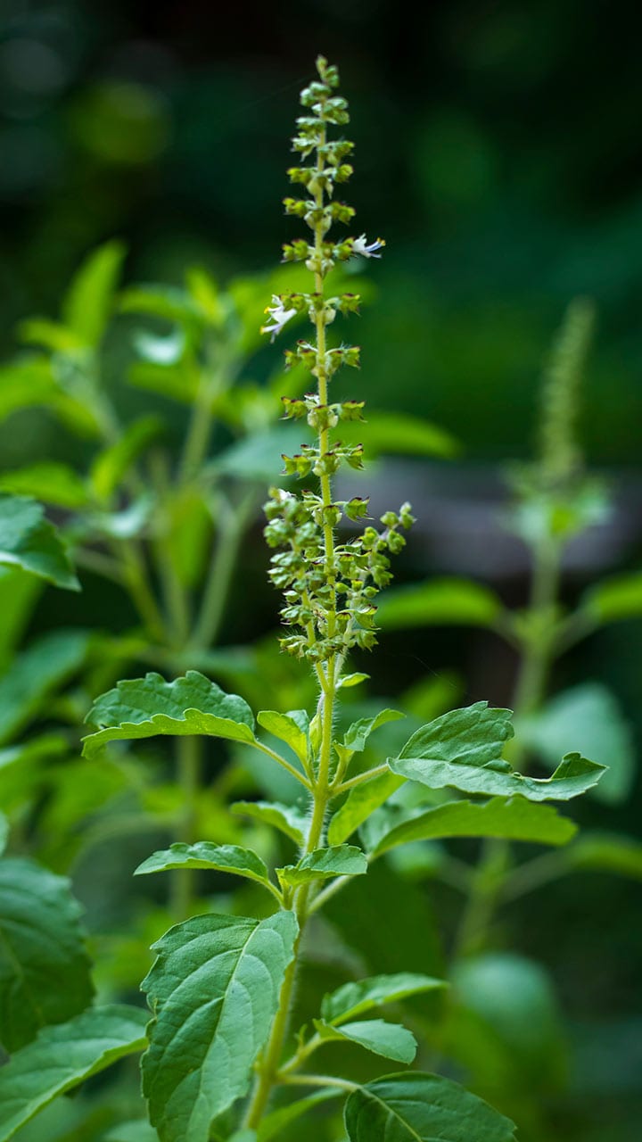 ലക്ഷ്മീദേവിയുടെ പ്രതിരൂപമായ തുളസി - The Significance of Tulsi