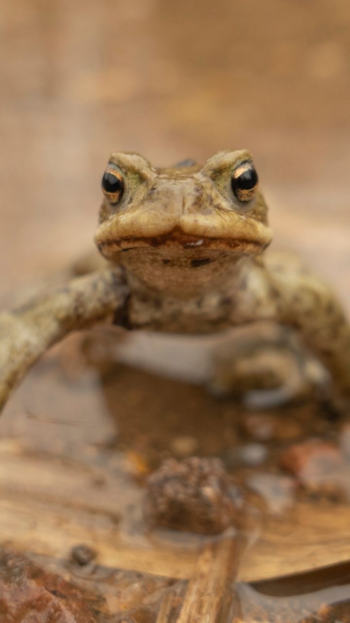 ഇണചേരാനെത്തുന്ന ആൺ തവളകളെ പറ്റിക്കാൻ പെൺതവളകളുടെ ‘മരണതന്ത്രം’ | Web ...