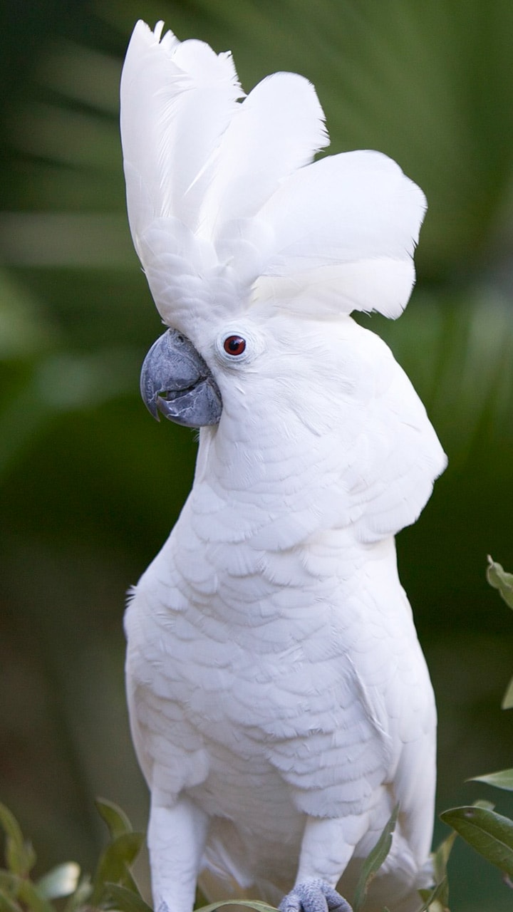 വെള്ളത്തത്ത അഥവാ വൈറ്റ് കോക്കാറ്റൂ- White cockatoos, also known as ...