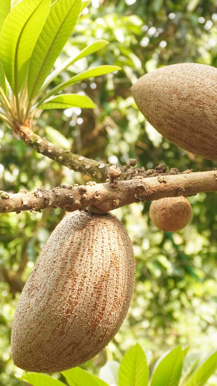 മണ്‍സൂണില്‍ നടാം 7 പരദേശിപ്പഴച്ചെടികള്‍ - Exotic Fruits Home Garden ...