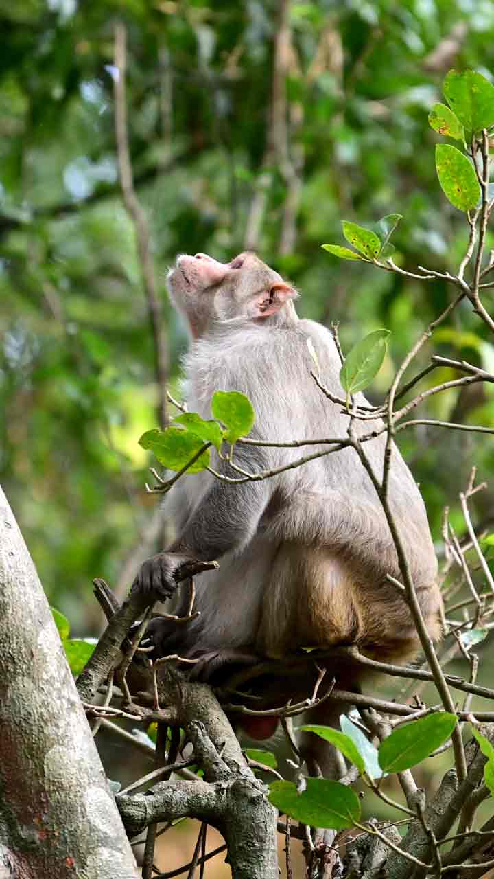 വട്ടം ചുറ്റിച്ച് വാനരൻ