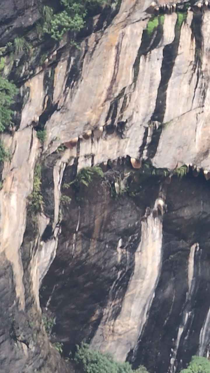 തേൻപാറ കാണാൻ സഞ്ചാരികളുടെ തിരക്ക് | Kanthalloor honey cliff | honey ...