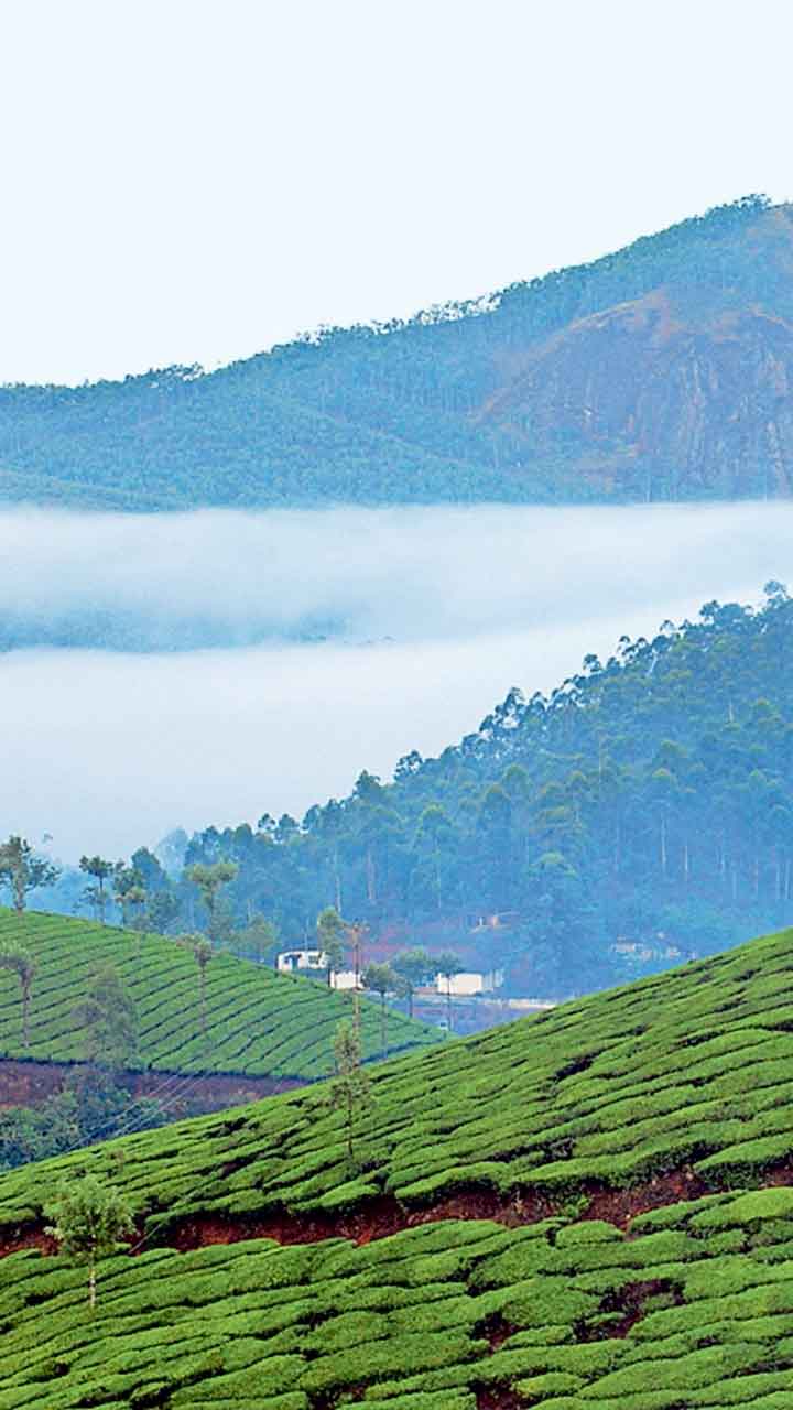 തണുപ്പ് പുതച്ച് മൂന്നാർ | Munnar | Munnar weather | Munnar temperature ...
