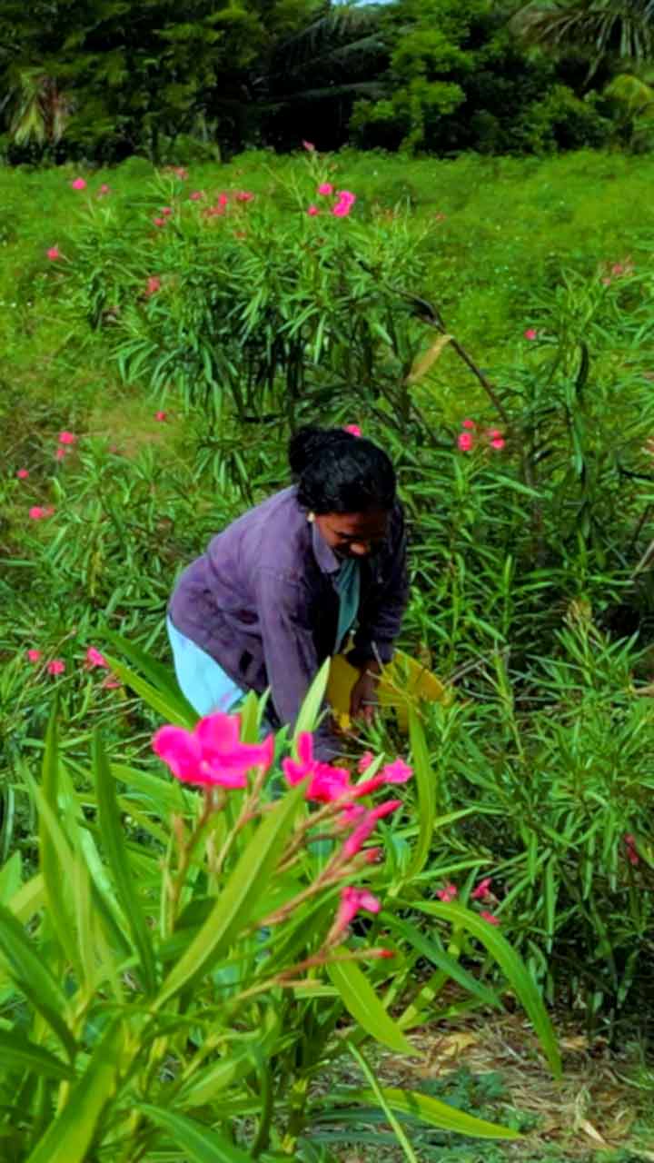 പൂവോളം തോവാള - Thovalai Flower Market | Travel | Manoramaonline